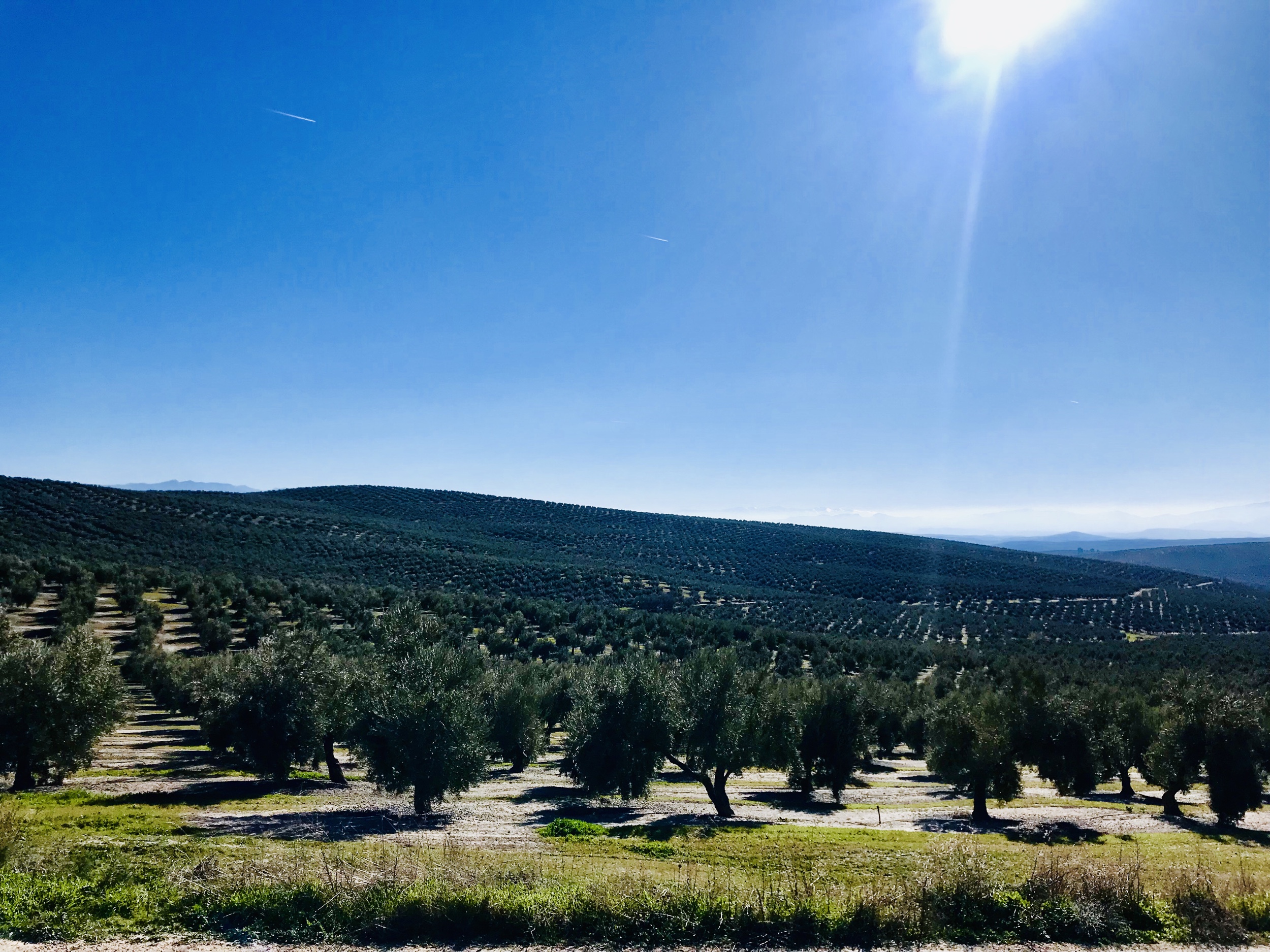 The Olive Trees of Jaen & The Best spots to visit in Andalusia - my ...